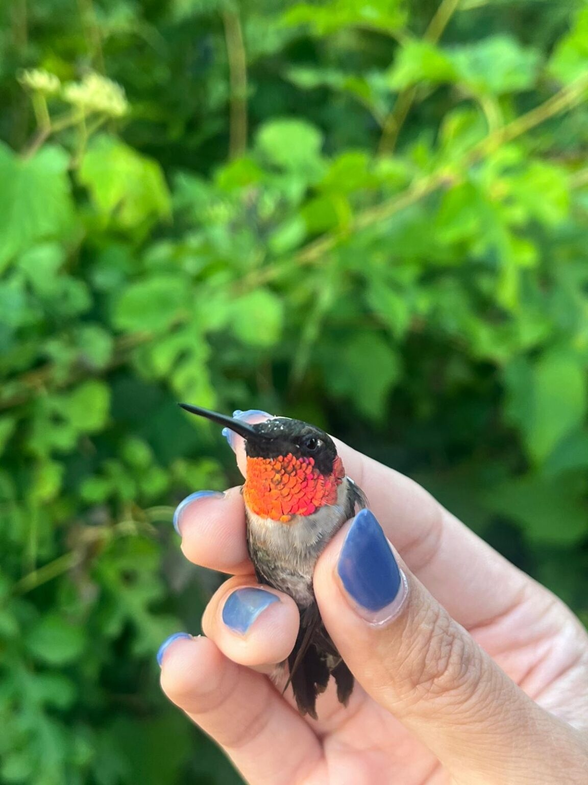 Cape May Bird Observatory Songbird Banding Week 1: August 16-23, 2025 ...