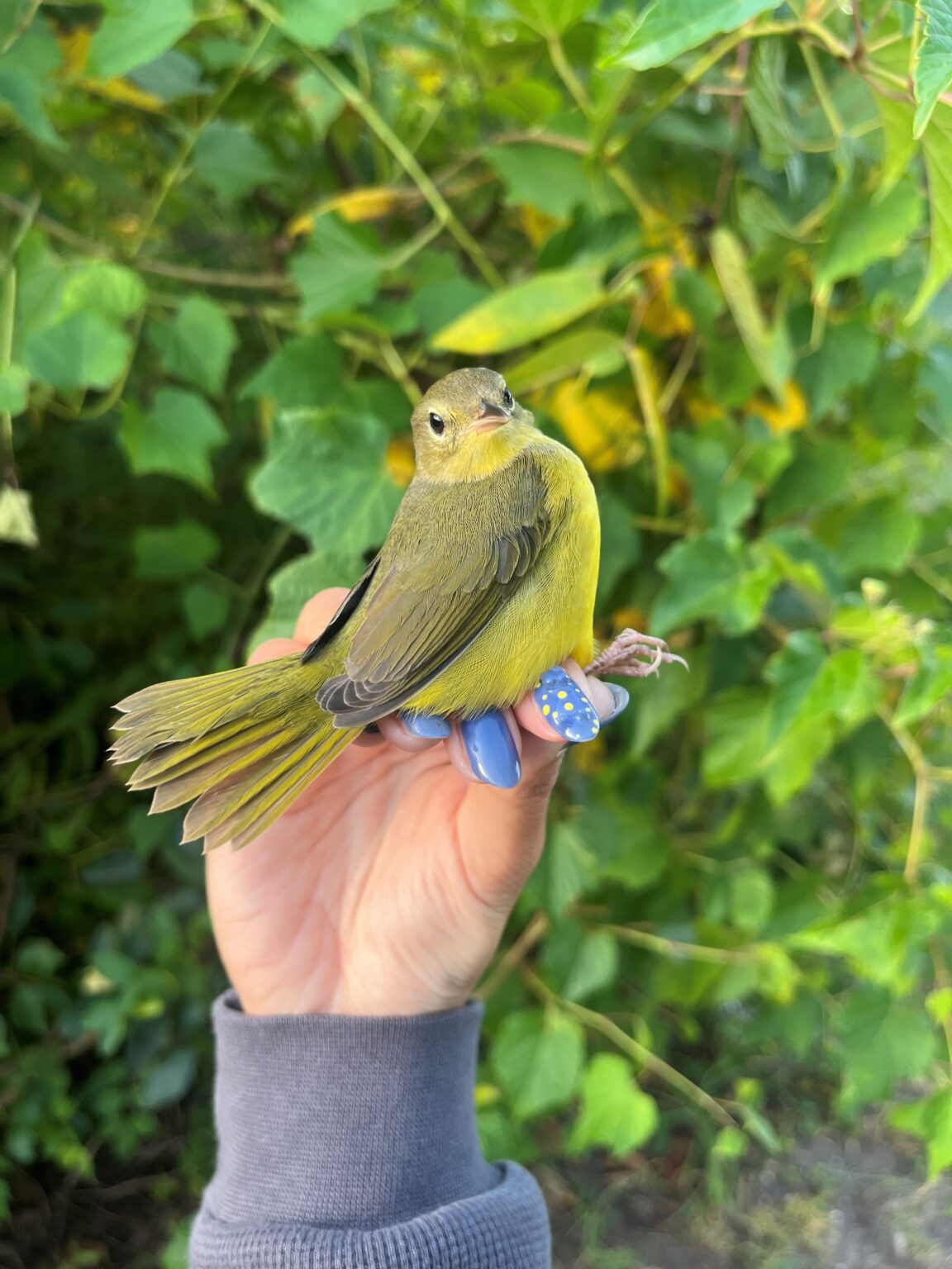 Cape May Bird Observatory Songbird Banding Week 2: August 24-30, 2025 ...
