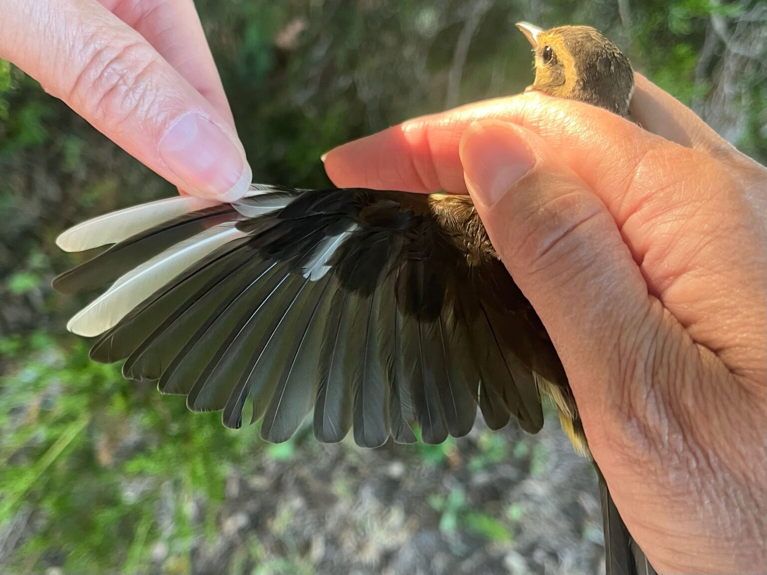 Cape May Bird Observatory Songbird Banding Week 3: Aug 31- Sept 6, 2025 ...