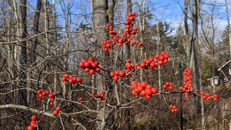 NJ Audubon: Autumn Wonder Walk | New Jersey Audubon