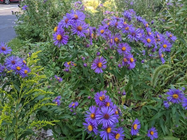 NJ Audubon: Easy Native Plant Propagation Workshop | New Jersey Audubon