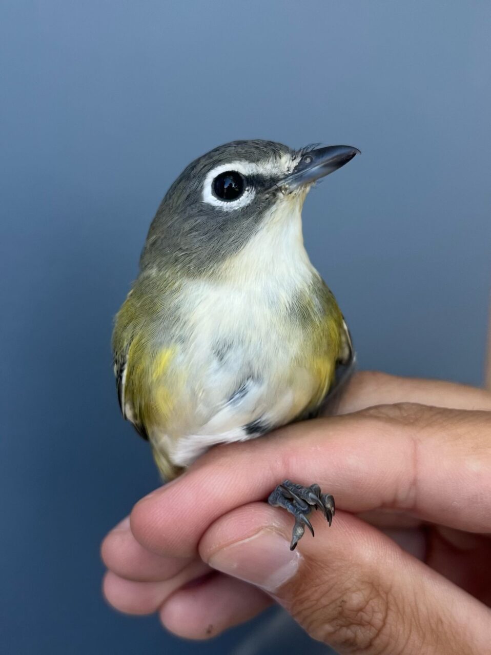 Cape May Bird Observatory Songbird Banding Week 8: Oct 5 – Oct 11, 2025 ...