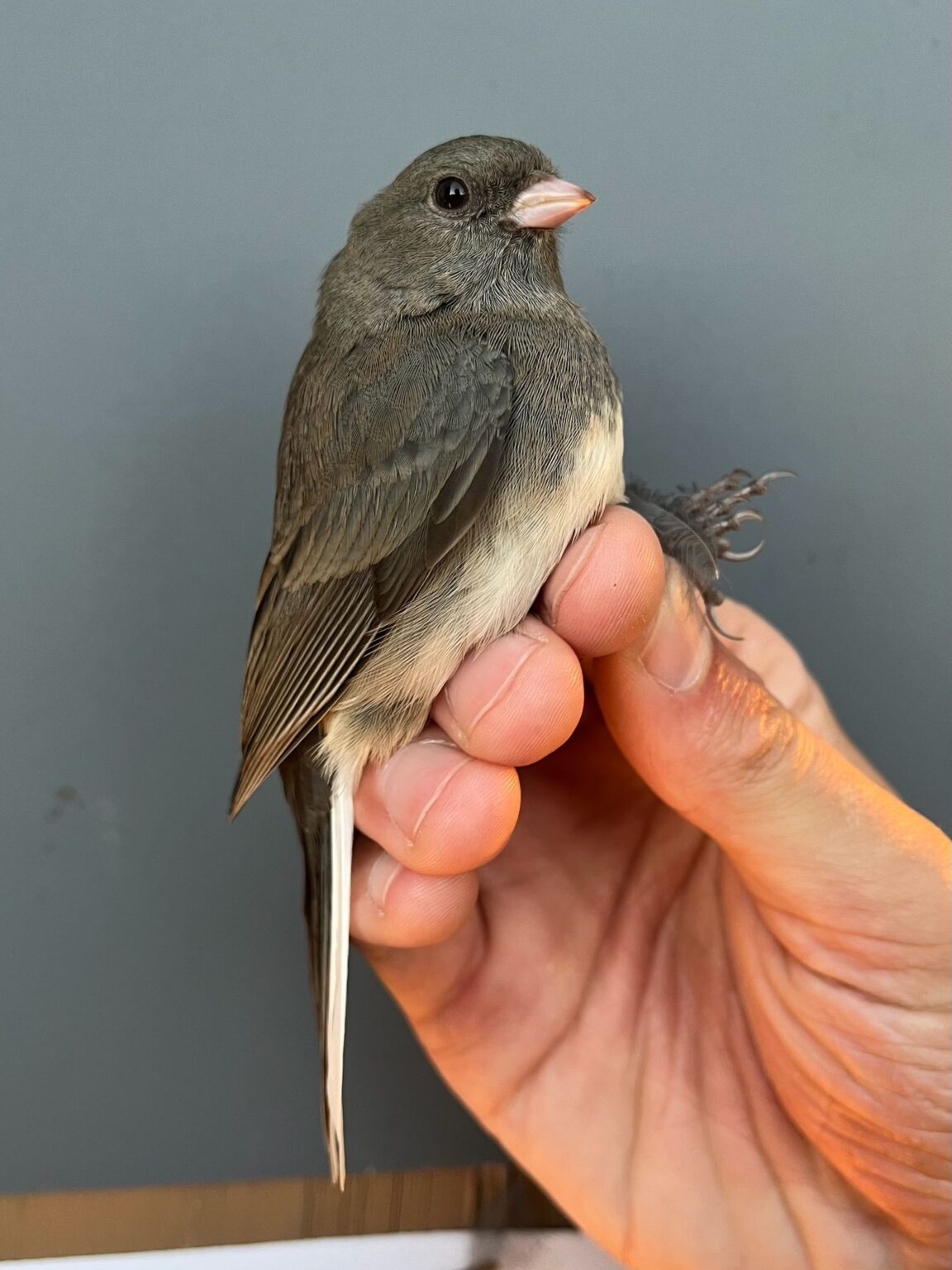 Cape May Bird Observatory Songbird Banding Week 9: Oct 12 – Oct 18 ...