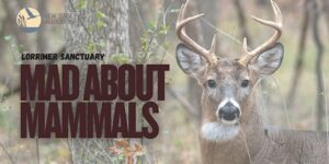 Mad About Mammals | New Jersey Audubon