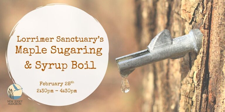 Maple Sugaring and Syrup Boil | New Jersey Audubon
