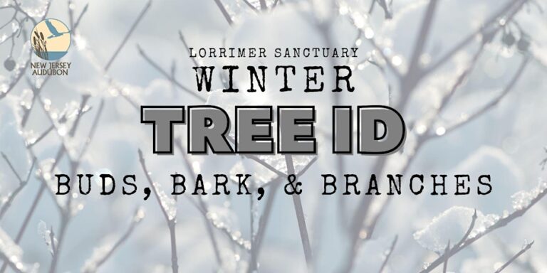 Winter Tree ID Hike | New Jersey Audubon