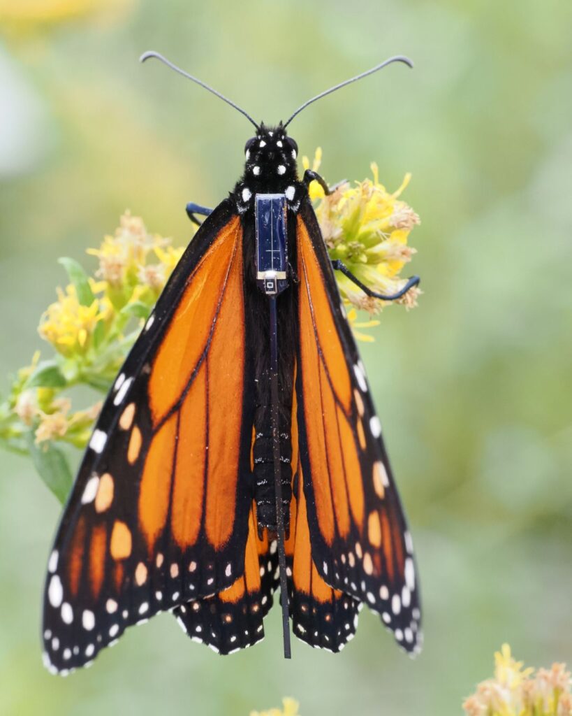 Cape May Monarch Monitoring Project Annual Report 2025 | New Jersey Audubon