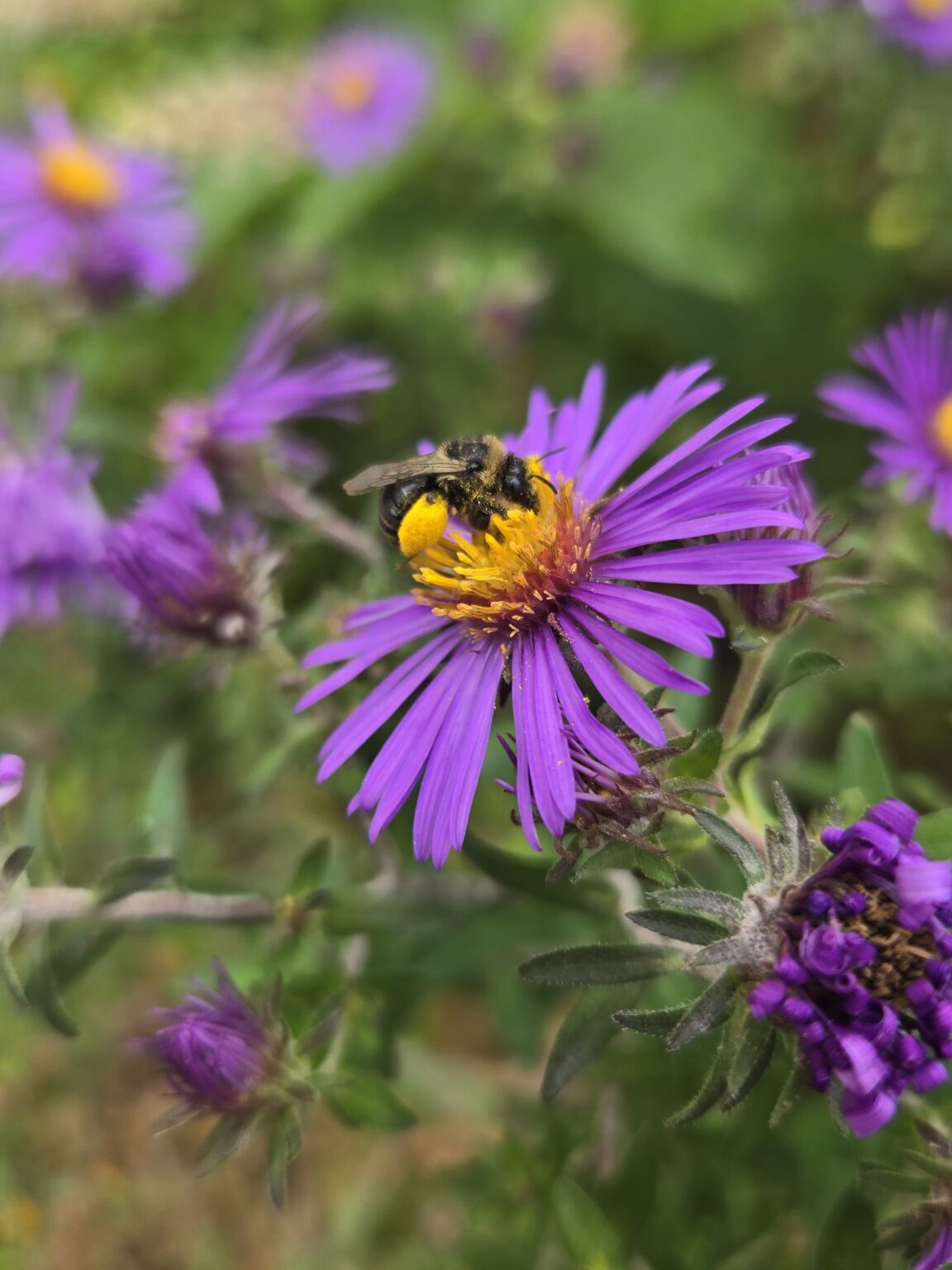 Landmark Invasive Species Management Act Signed | New Jersey Audubon