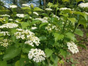Landmark Invasive Species Management Act Signed | New Jersey Audubon
