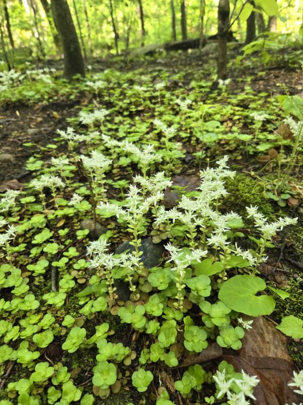 Landmark Invasive Species Management Act Signed | New Jersey Audubon